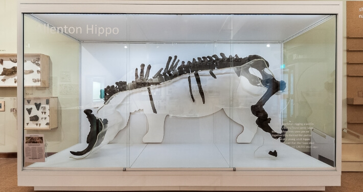 Quality Museum Display Cases & Cabinets - Access Displays