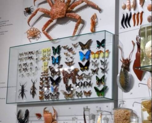 Quality Museum Display Cases & Cabinets - Access Displays