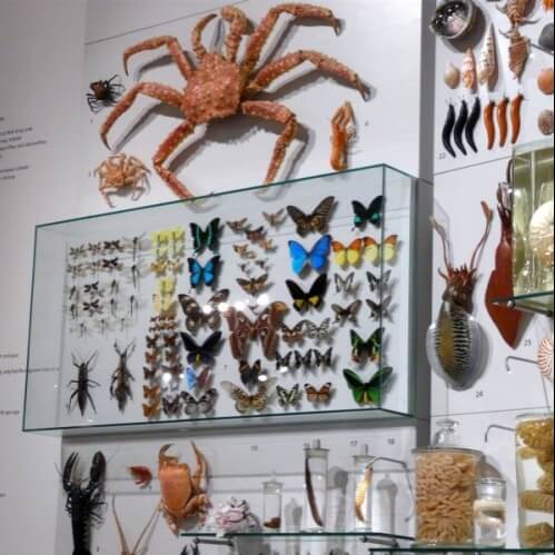 Quality Museum Display Cases & Cabinets - Access Displays