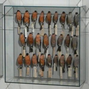 Quality Museum Display Cases & Cabinets - Access Displays